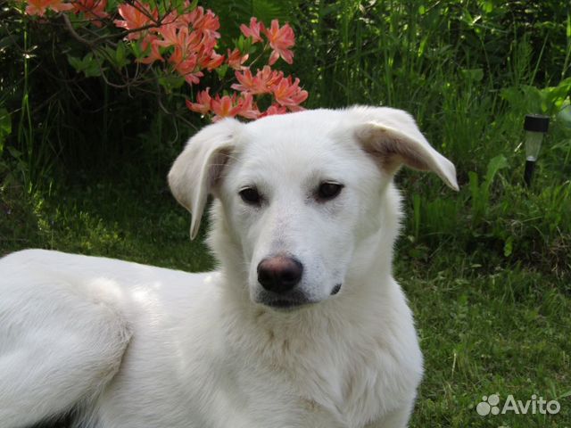 Белоснежные красавица - Луна