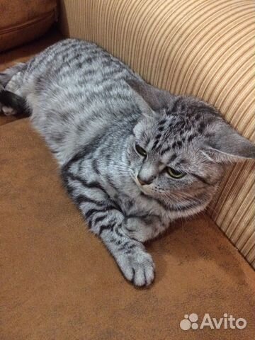 Кошка 2.5 лет