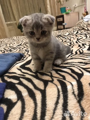 Плюшевые красавицы