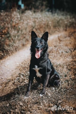 Вэнди в добрые руки