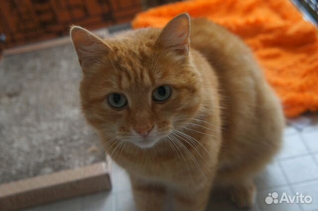 Котик Лёва ищет семью