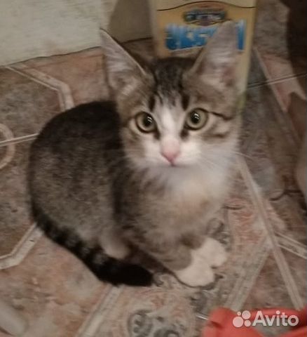 Котёнок Василиса