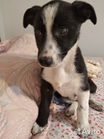 Умничка крошка Доминошка