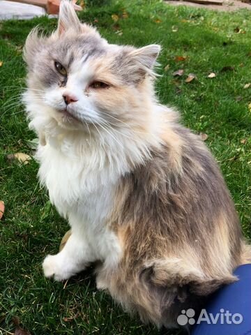 Машка Персидская