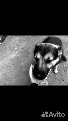 Собака в дар