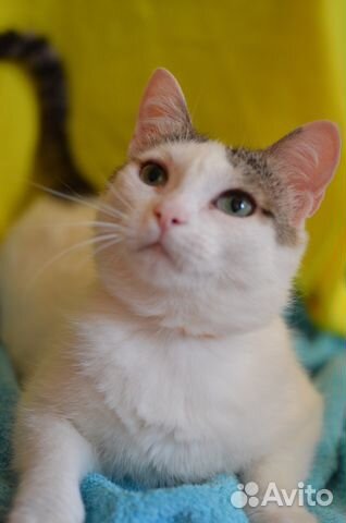 Кошка Пышечка и другие кошки,коты,котята