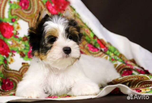 Щенки от красивых родителей