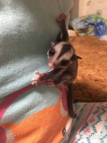 Сахарный поссум