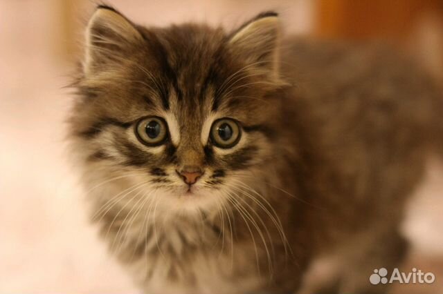 Отдам в добрые руки