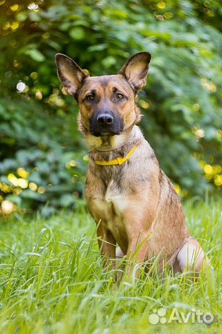 Очаровательная Масяня ищет дом