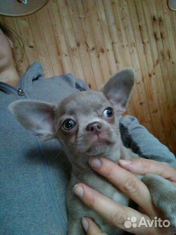 Моноколор Лиловый Чих