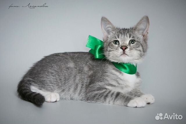 Котёнок-мальчик 2 месяца