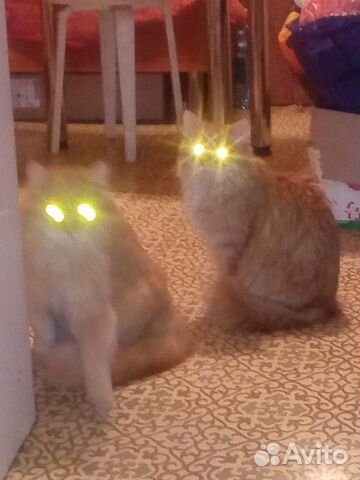 Отдам в хорошие руки