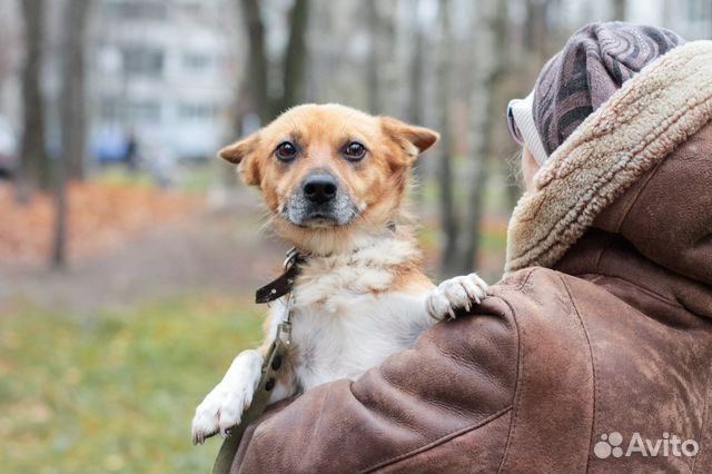 Томми в дар