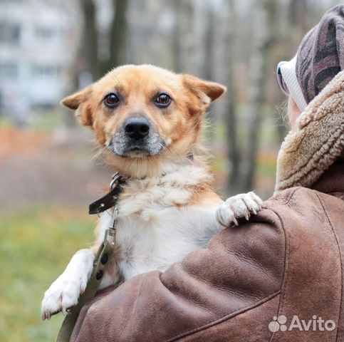 Томми в дар