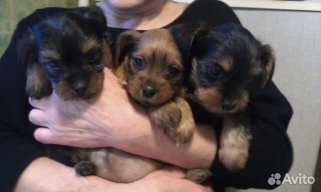 Продается маленькое счастье