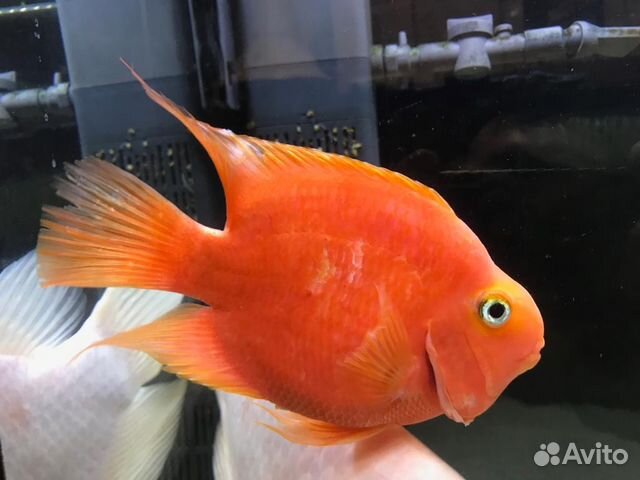 Рыба попугай красный
