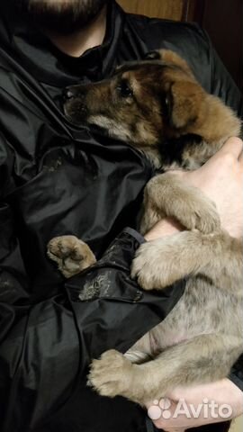 Щенок по имени Зара