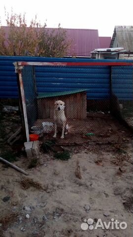 В добрые руки