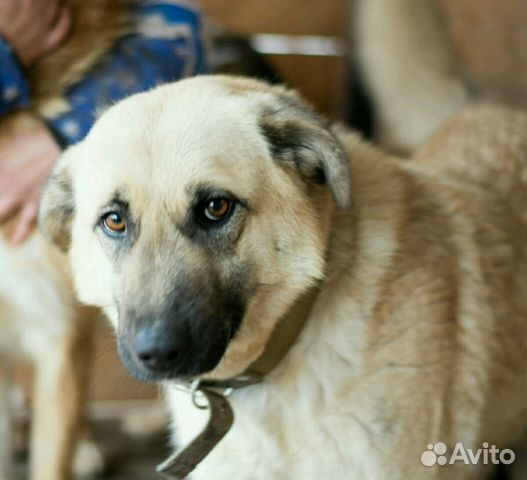 Крупная охранная собака