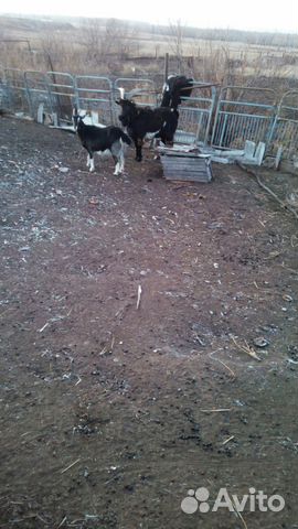 Продаются козы