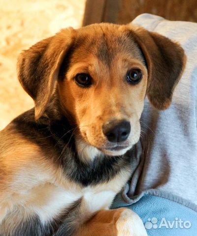 Интересный, сообразительный с хитринкой щенок