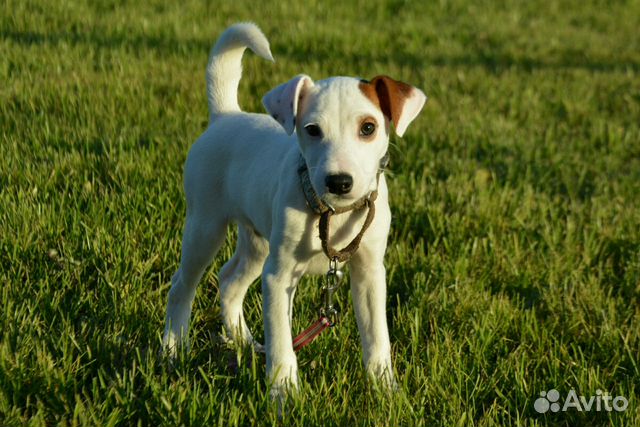 Ирвин Джеймс