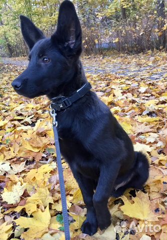 Гвеня: Последние дни перед приютом