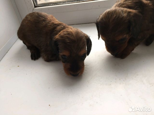 Две милейшие таксы