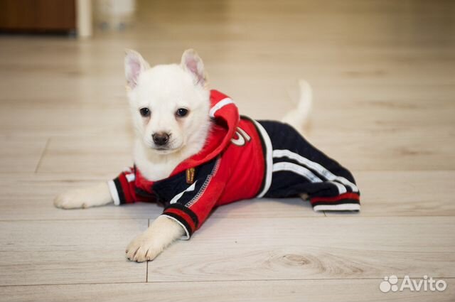 Очень классная девчонка ищет дом