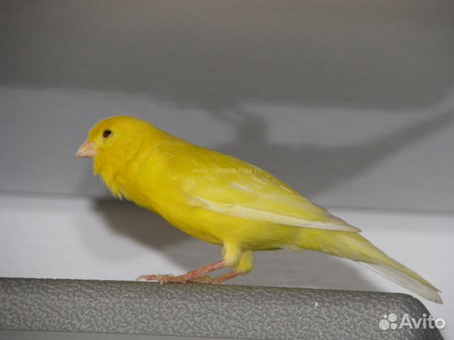 Продаю кенаров