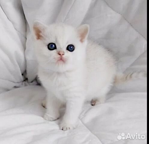 Голубоглазые шиншиллы