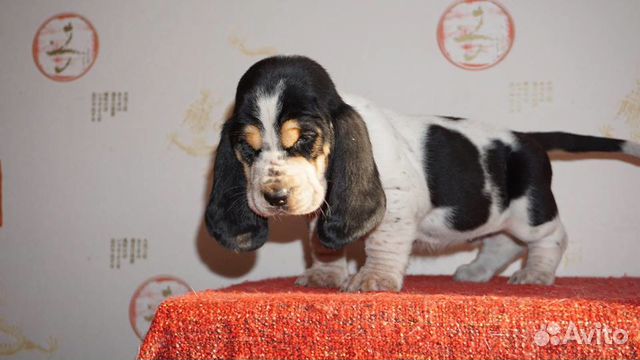 Очаровательные щенки бассет- хаунд