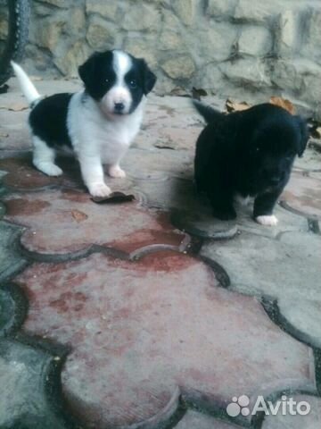 Тойчики в хорошие руки