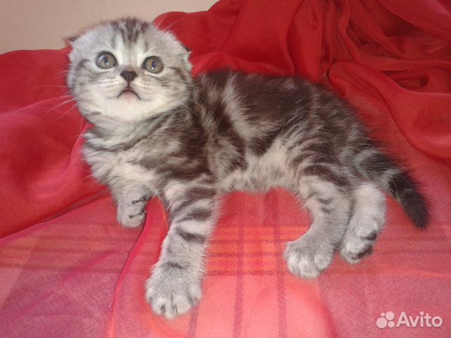 Яркие вислоухие мраморята и др окрасов