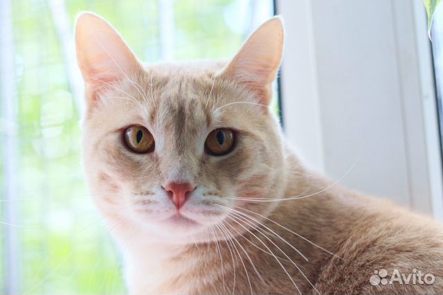 Чудесный молодой котик Милош в добрые руки