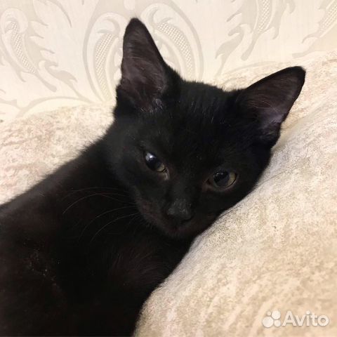 Чудесная кошечка