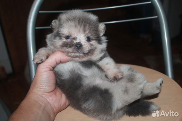 Померанскийшпиц девочка голубой мерль Мальвина