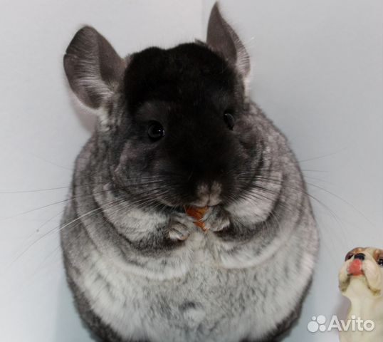Шиншилла Чёрный Бархат девочка