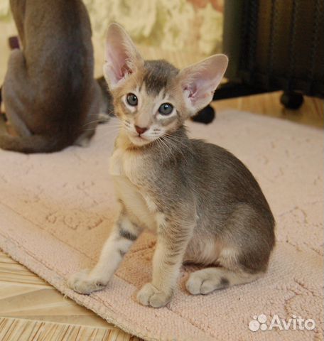 Ориентальный котик голубой тикированный