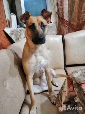 Отдаем в добрые руки красавицу Санни