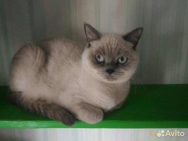 Симпатичная кошечка ищет кота для вязки
