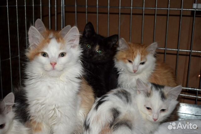 Шикарные котята ищут хозяев
