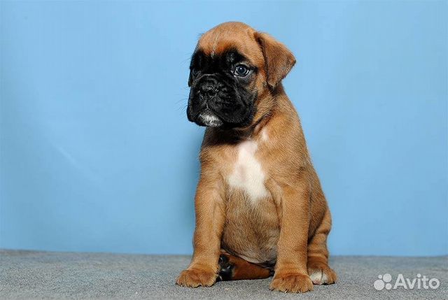 Рыжий щенок боксера