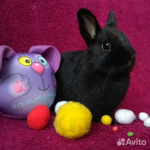 Карликовый кролик Риччи