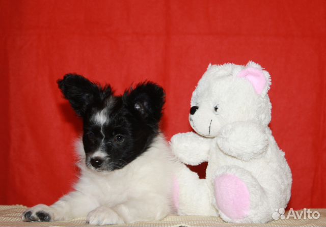 Папийоны-мальчишки