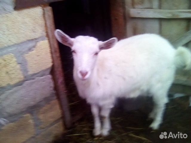 Козлик, козел