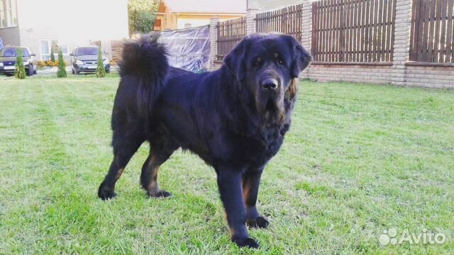 Тибетский мастиф