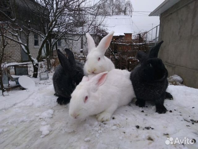 Племенные самцы Паннон Серебристый Строкач
