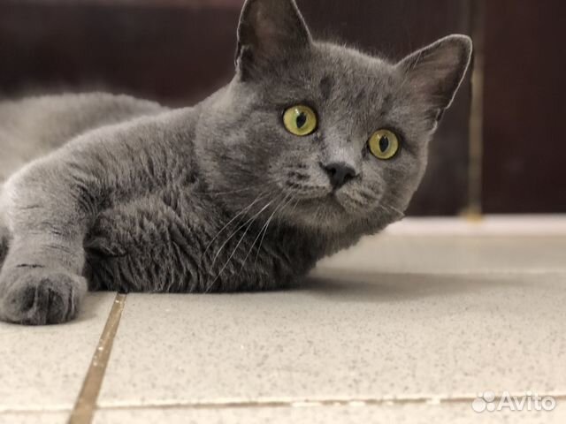 Бантик - котенок с улицы ищет дом